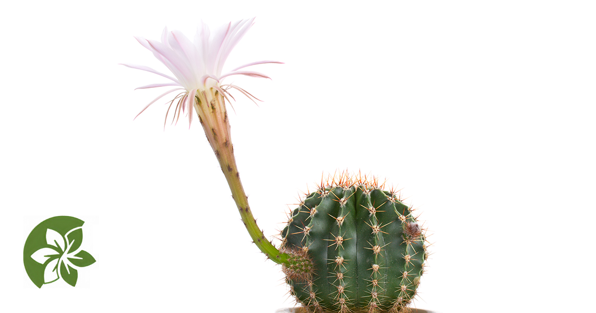 The cactus, part one: origin legends and related mythology