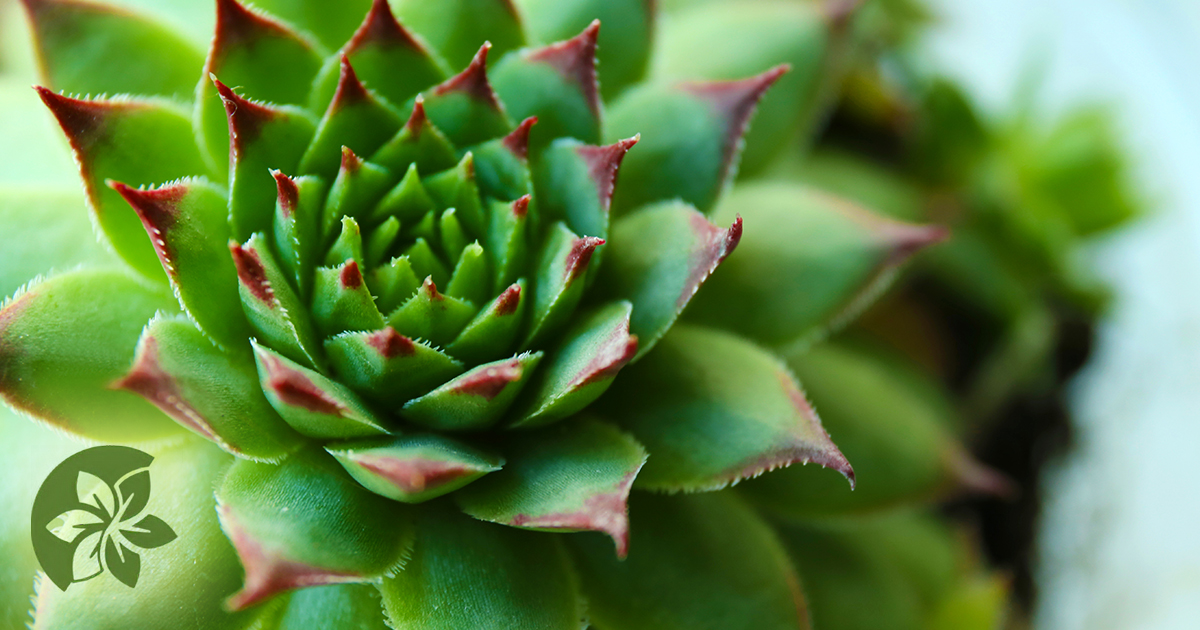 The cactus, part one: origin legends and related mythology