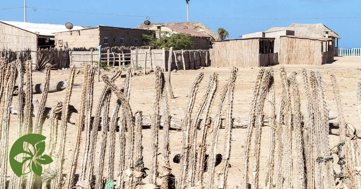 The magic powers of the cactus: exploring its mystical side