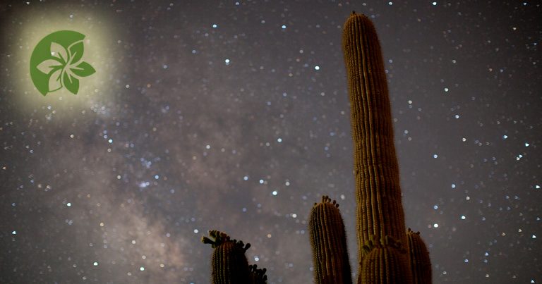 The magic powers of the cactus: exploring its mystical side