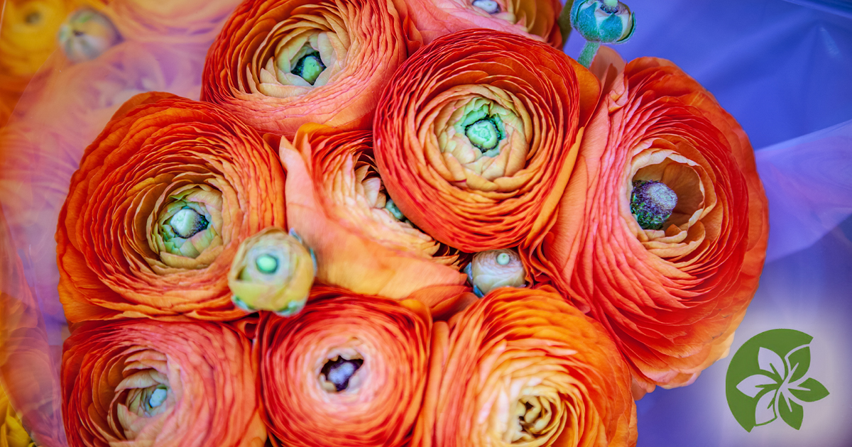 A guide to the language of flowers: convey your message exactly right!