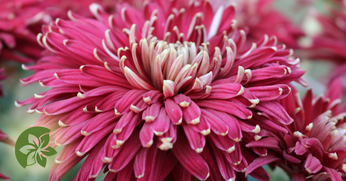 A Floral Treasure of the World: Chrysanthemum and combination with them