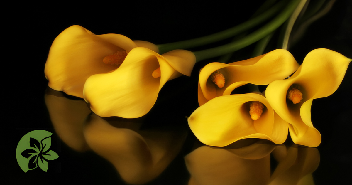 Flowers for Rosh Hashanah