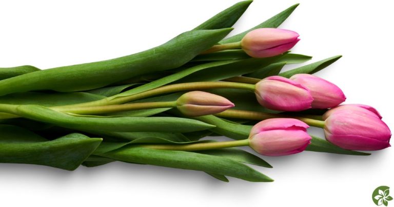 What tulips represent - meaning, symbolism and colors