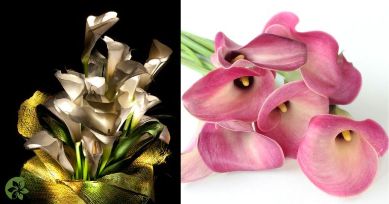 Calla Lilies - The Iconic Magical Flowers